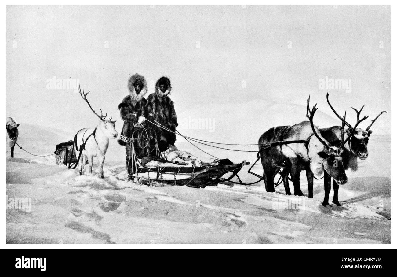 Weißes rentier Schwarzweiß-Stockfotos und -bilder - Alamy