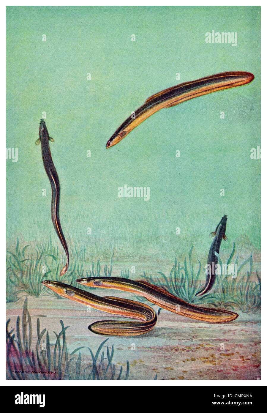 Eel drawing -Fotos und -Bildmaterial in hoher Auflösung – Alamy