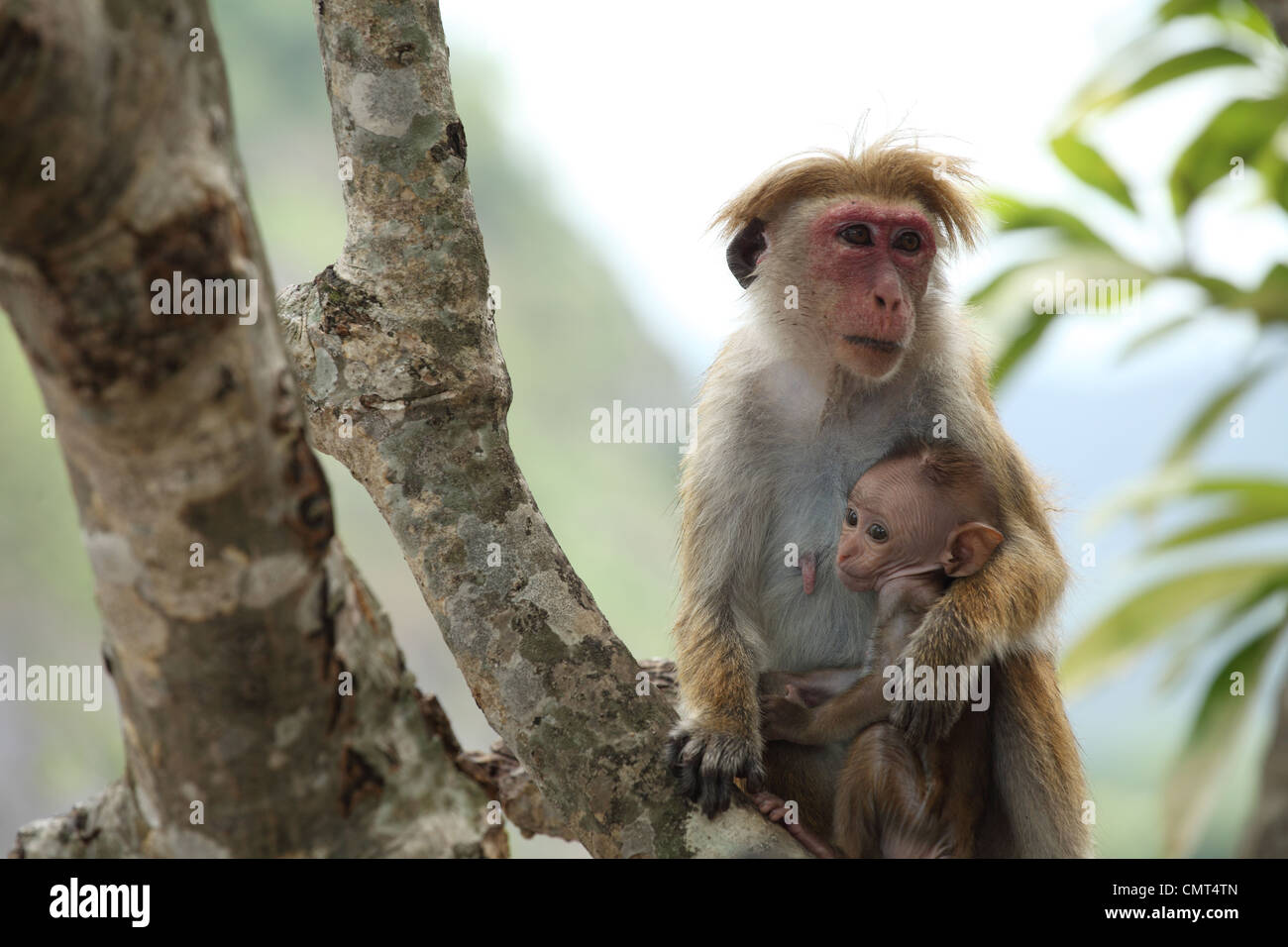 Bebe cave -Fotos und -Bildmaterial in hoher Auflösung – Alamy