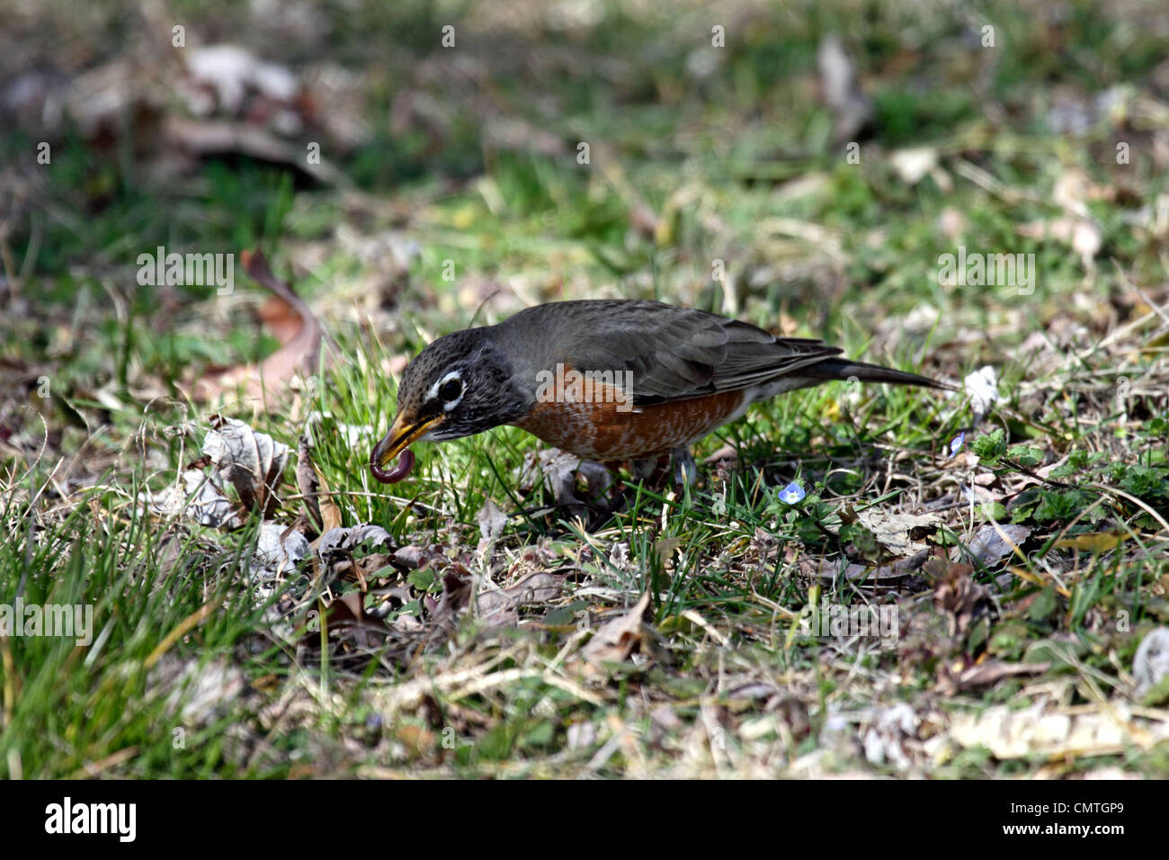 Robin mit einem wurm -Fotos und -Bildmaterial in hoher Auflösung – Alamy