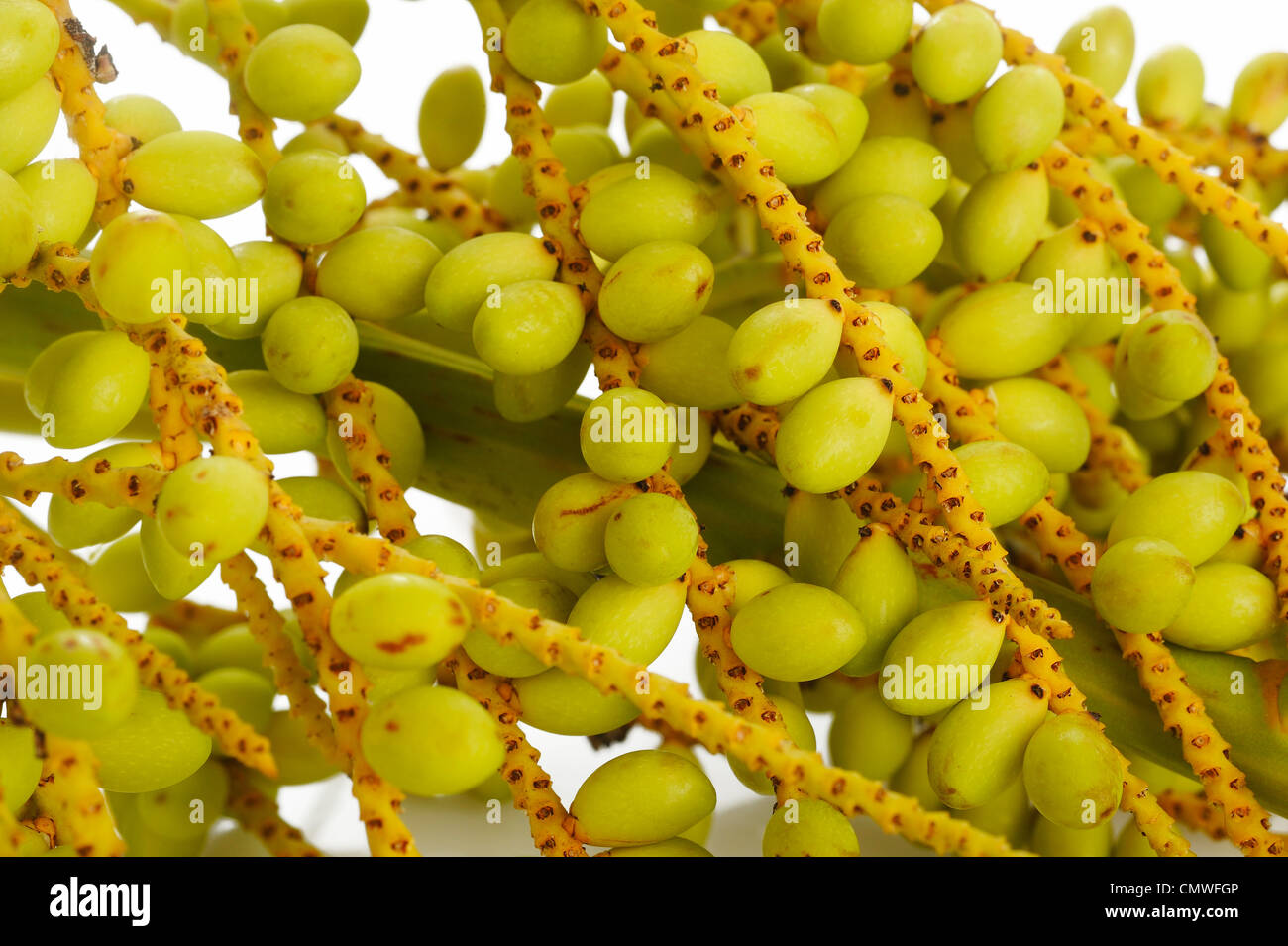 Palm tree fruits -Fotos und -Bildmaterial in hoher Auflösung – Alamy