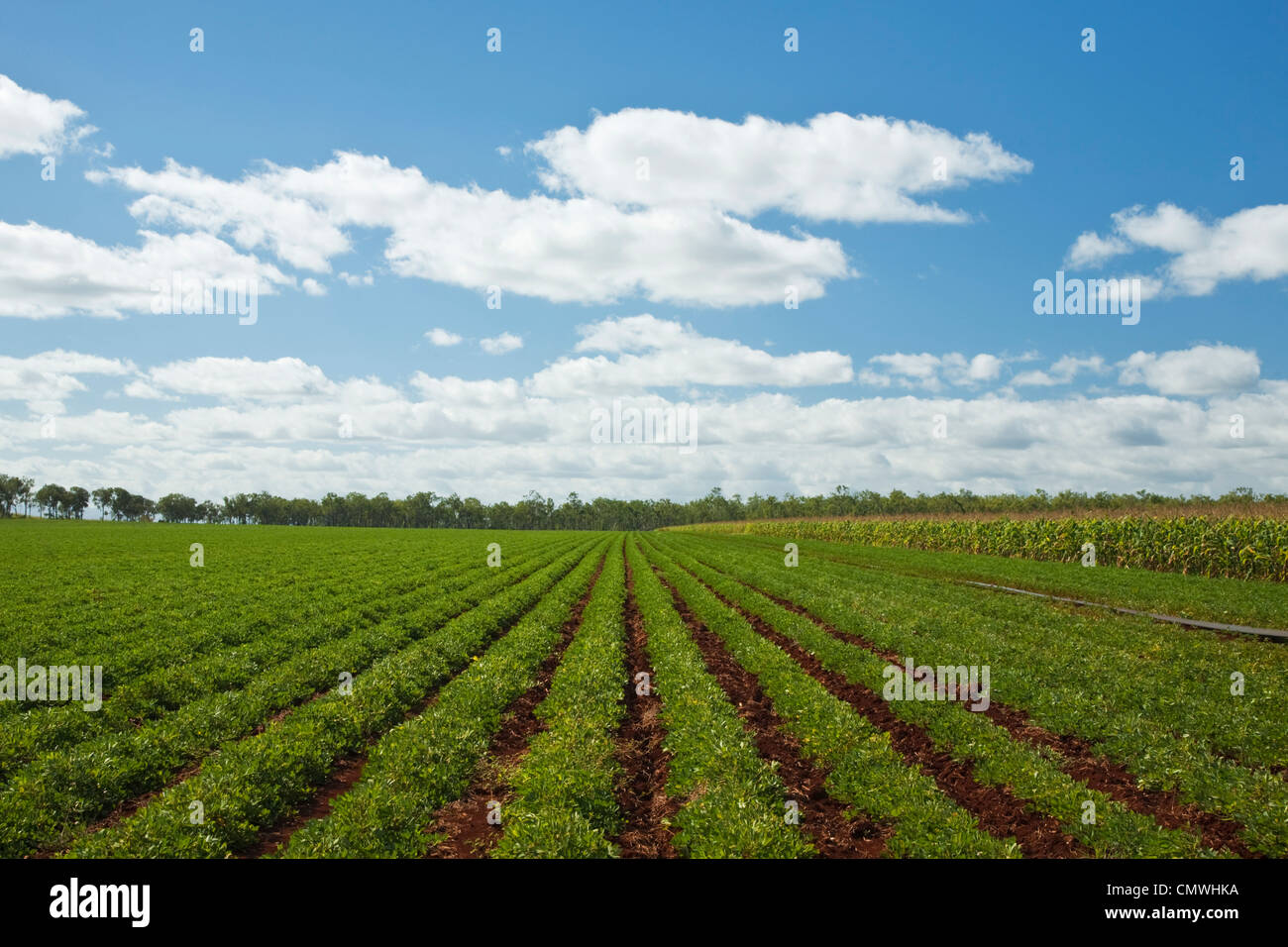 Rows of peanuts -Fotos und -Bildmaterial in hoher Auflösung – Alamy