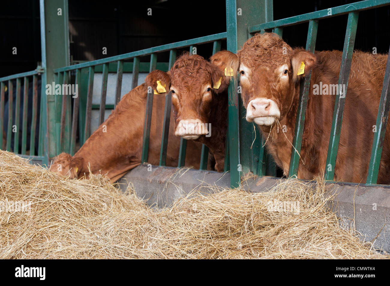 Limousin-Rinder Heu von hinten Essen feed Barrieren im Schuppen ...