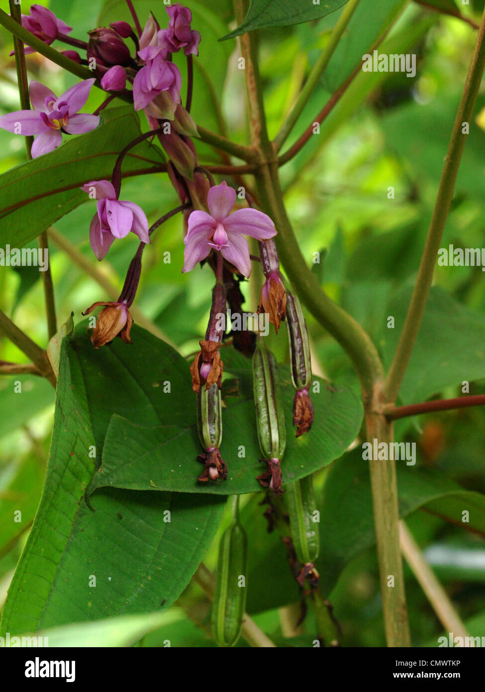 Wilde, rosa Orchideen mit Bohnenschoten auf einem Pfad im Commonwealth ...