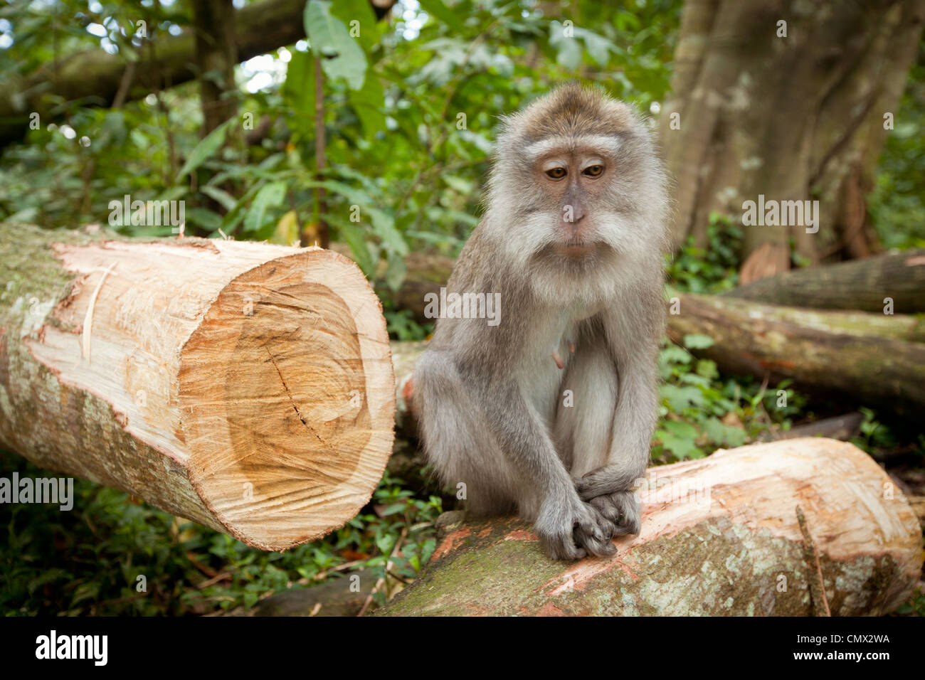 Primitiver affe -Fotos und -Bildmaterial in hoher Auflösung – Alamy