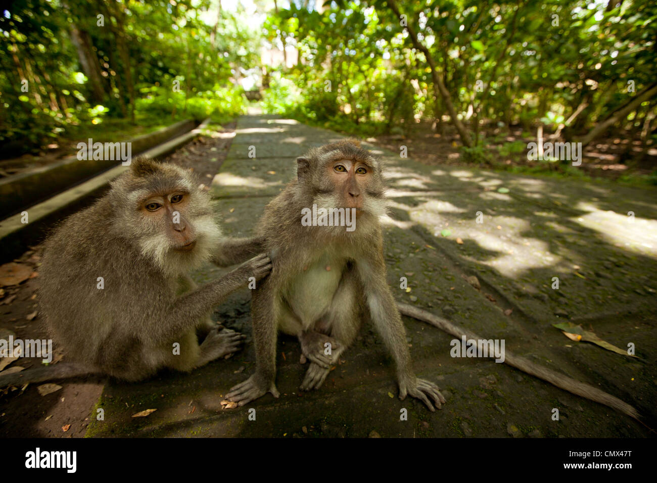 Sumatran affen -Fotos und -Bildmaterial in hoher Auflösung – Alamy
