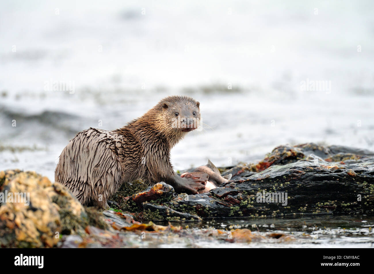 Lutra lutra land -Fotos und -Bildmaterial in hoher Auflösung – Alamy
