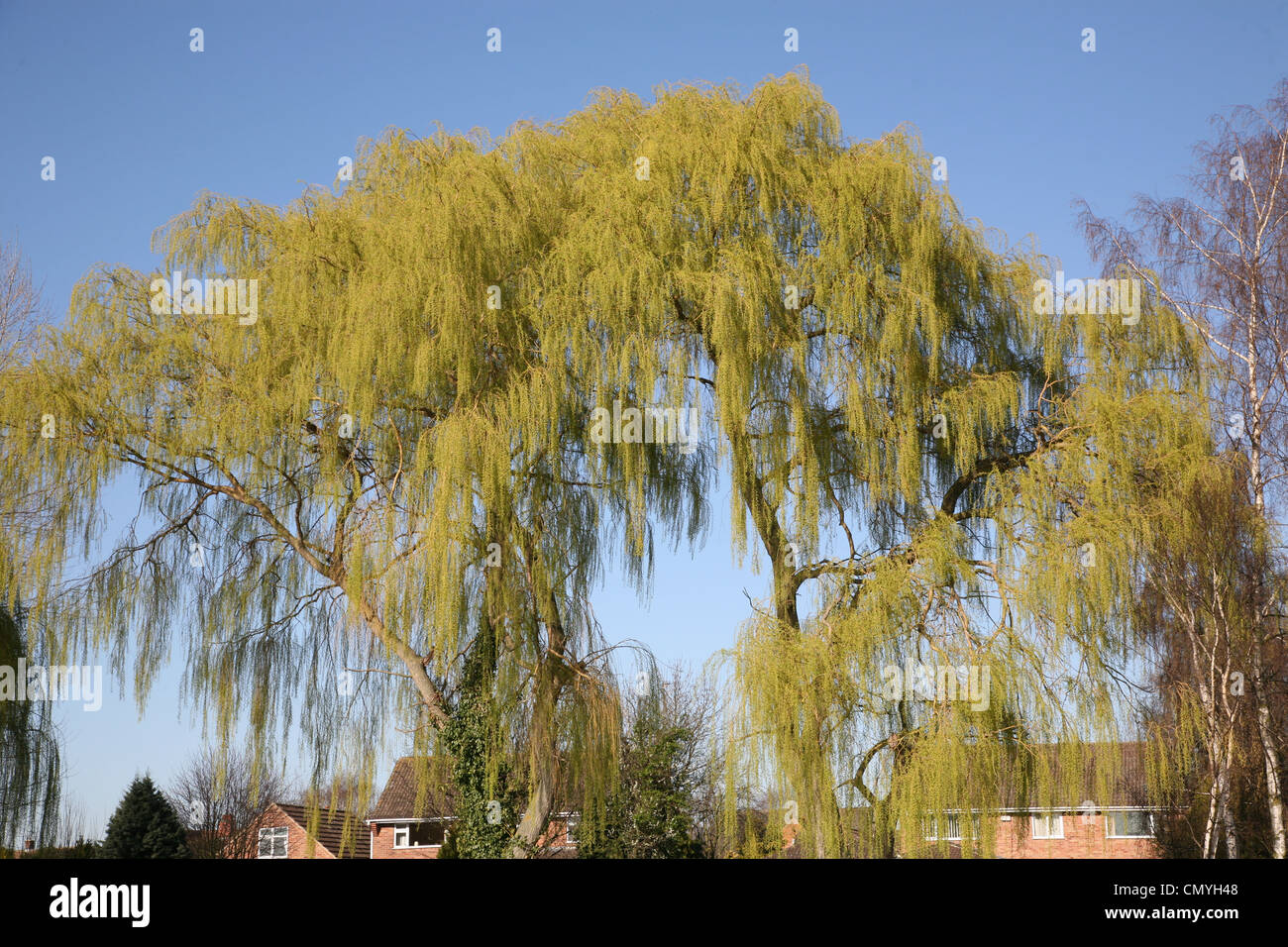 Reifer weidenbaum -Fotos und -Bildmaterial in hoher Auflösung – Alamy