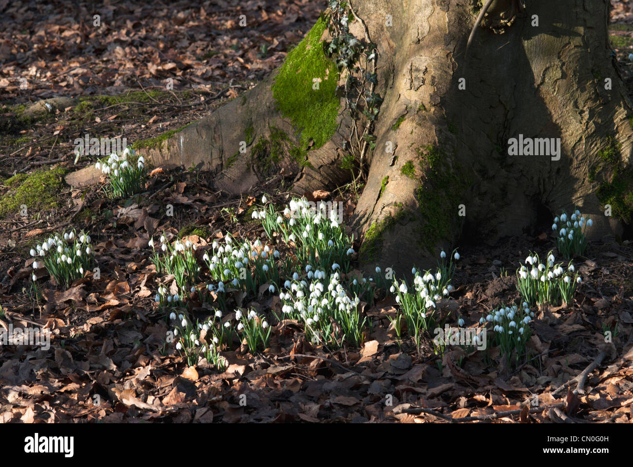 Großes schneeglöckchen -Fotos und -Bildmaterial in hoher Auflösung – Alamy