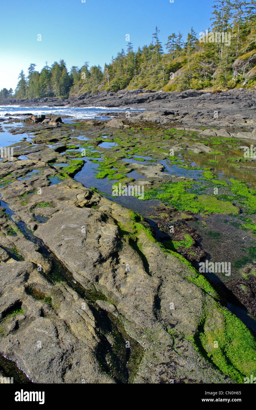 Botanical beach park -Fotos und -Bildmaterial in hoher Auflösung – Alamy