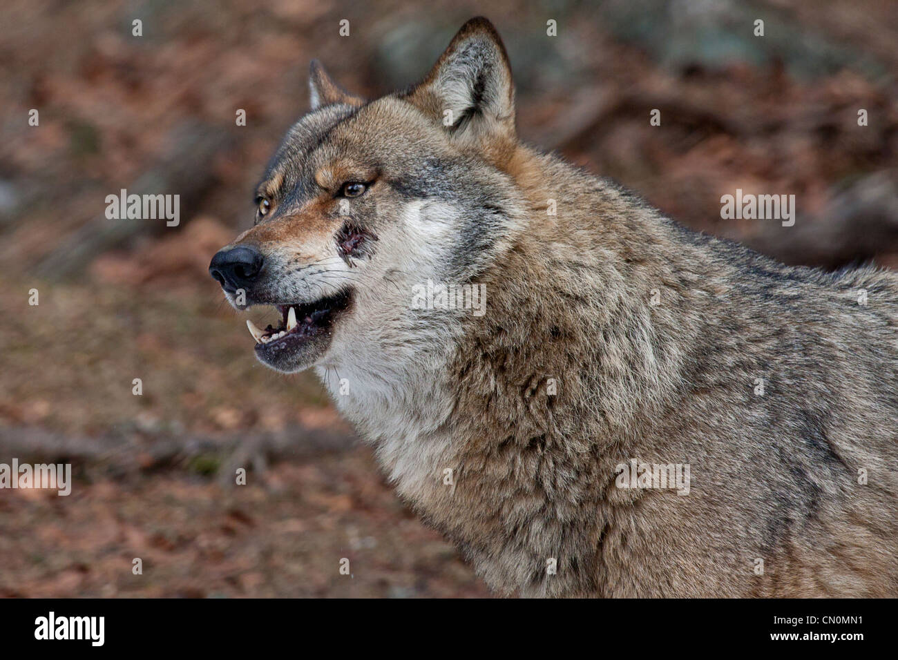 Wolf portrait -Fotos und -Bildmaterial in hoher Auflösung – Alamy