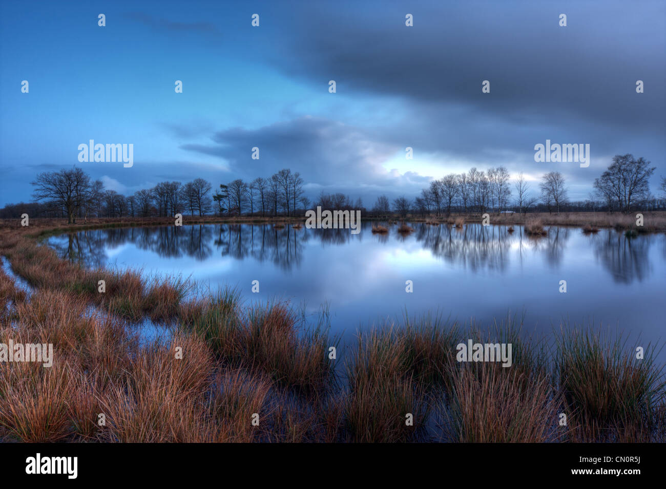 Ein See im Moor, kurz vor Sonnenaufgang. Violette Moor Grass (Molinia ...