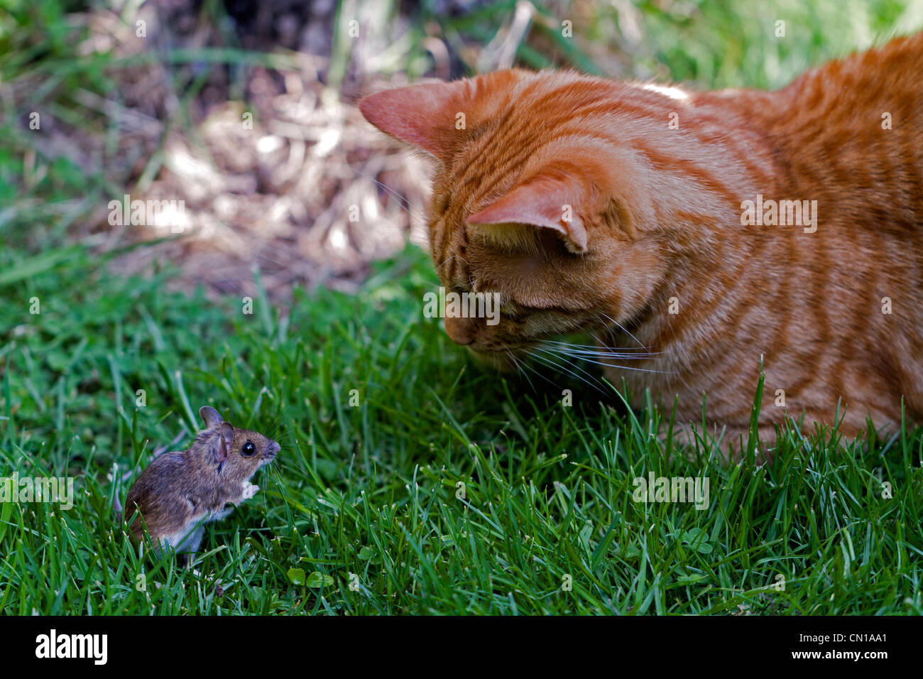 Katze mit maus -Fotos und -Bildmaterial in hoher Auflösung – Alamy