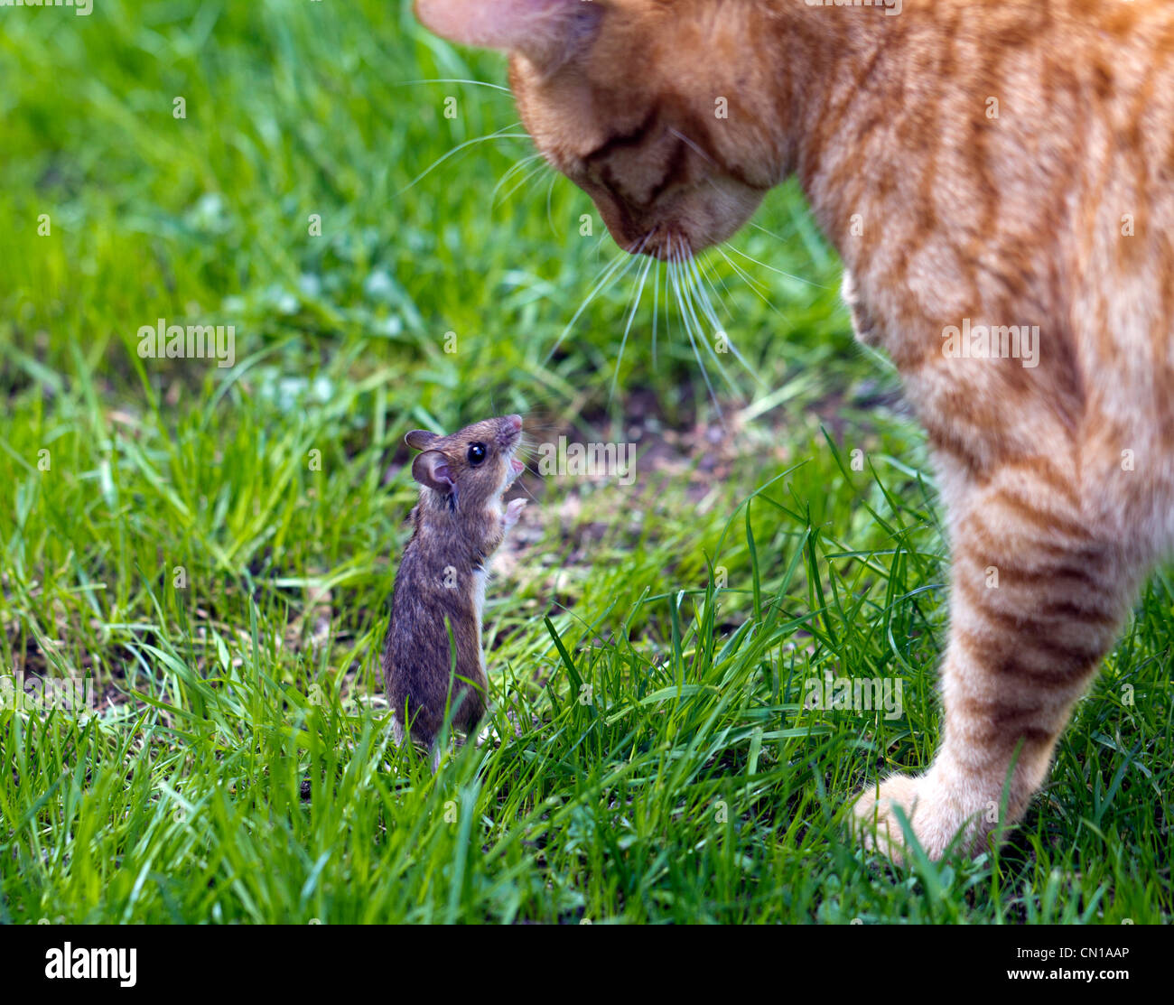 Katze Maus Stockfotos und -bilder Kaufen - Alamy