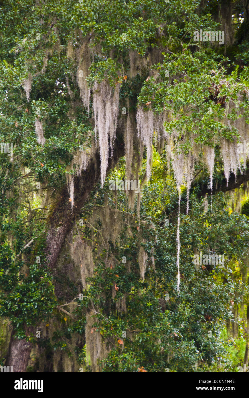 Spanish Moss, Tillandsia Usneoides, wächst auf großen Bäumen in voller ...