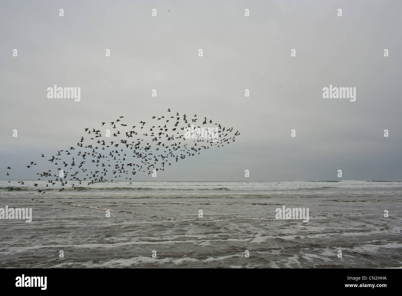 Welle und vogelschwarm -Fotos und -Bildmaterial in hoher Auflösung – Alamy