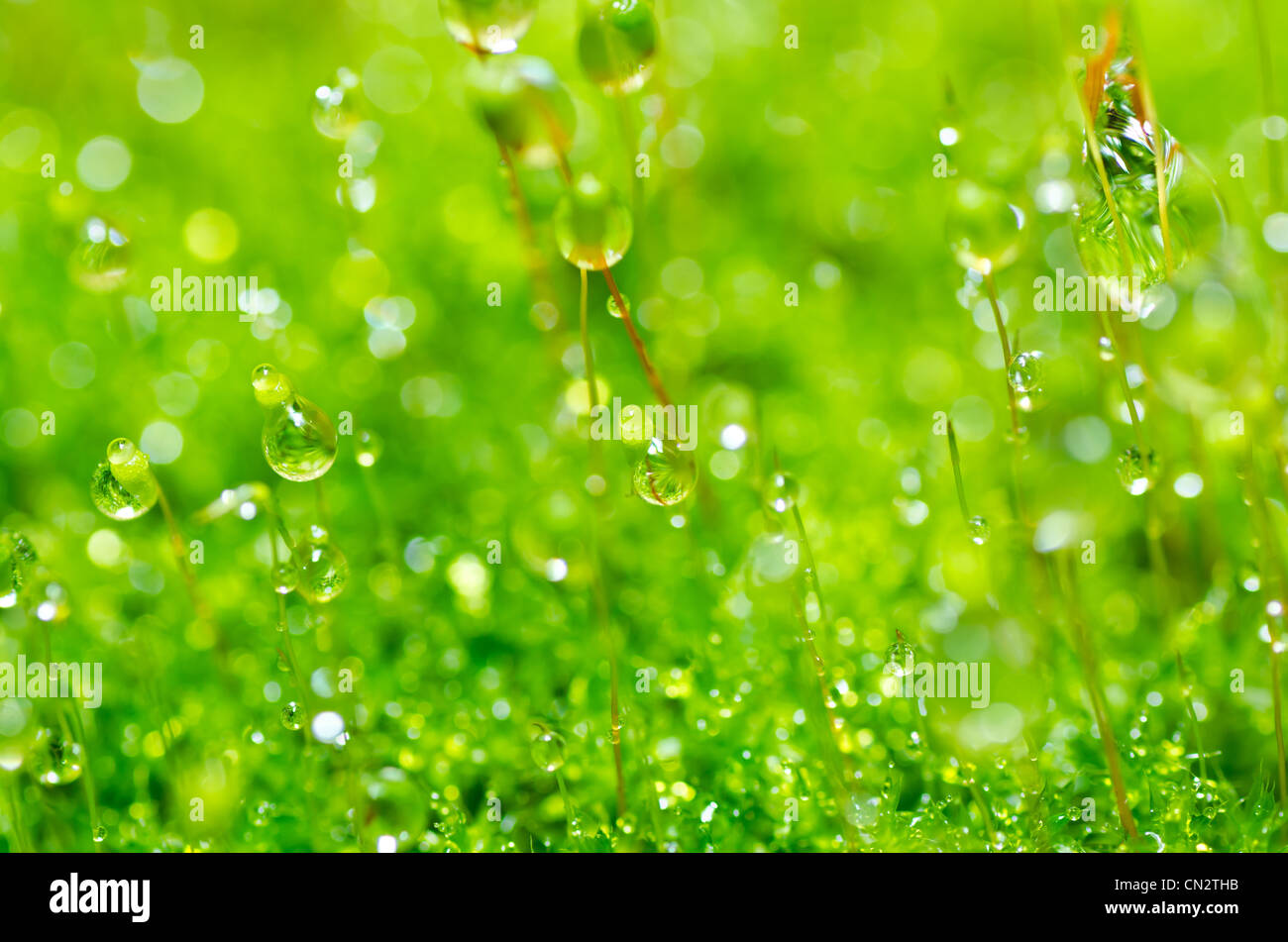 Makro Im Wasser Stockfotos und -bilder Kaufen - Alamy