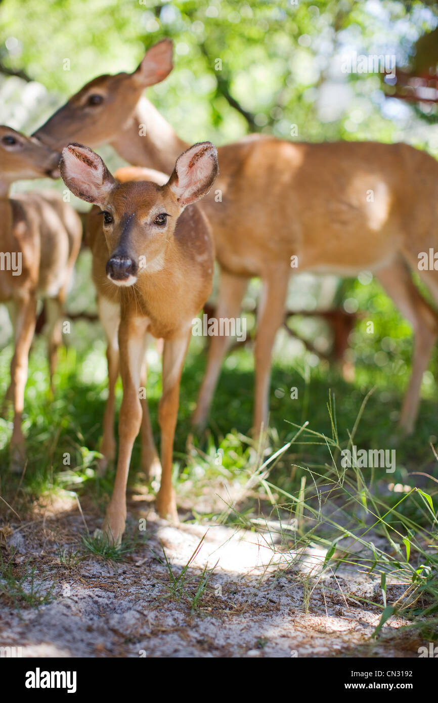 Junge rehe -Fotos und -Bildmaterial in hoher Auflösung – Alamy