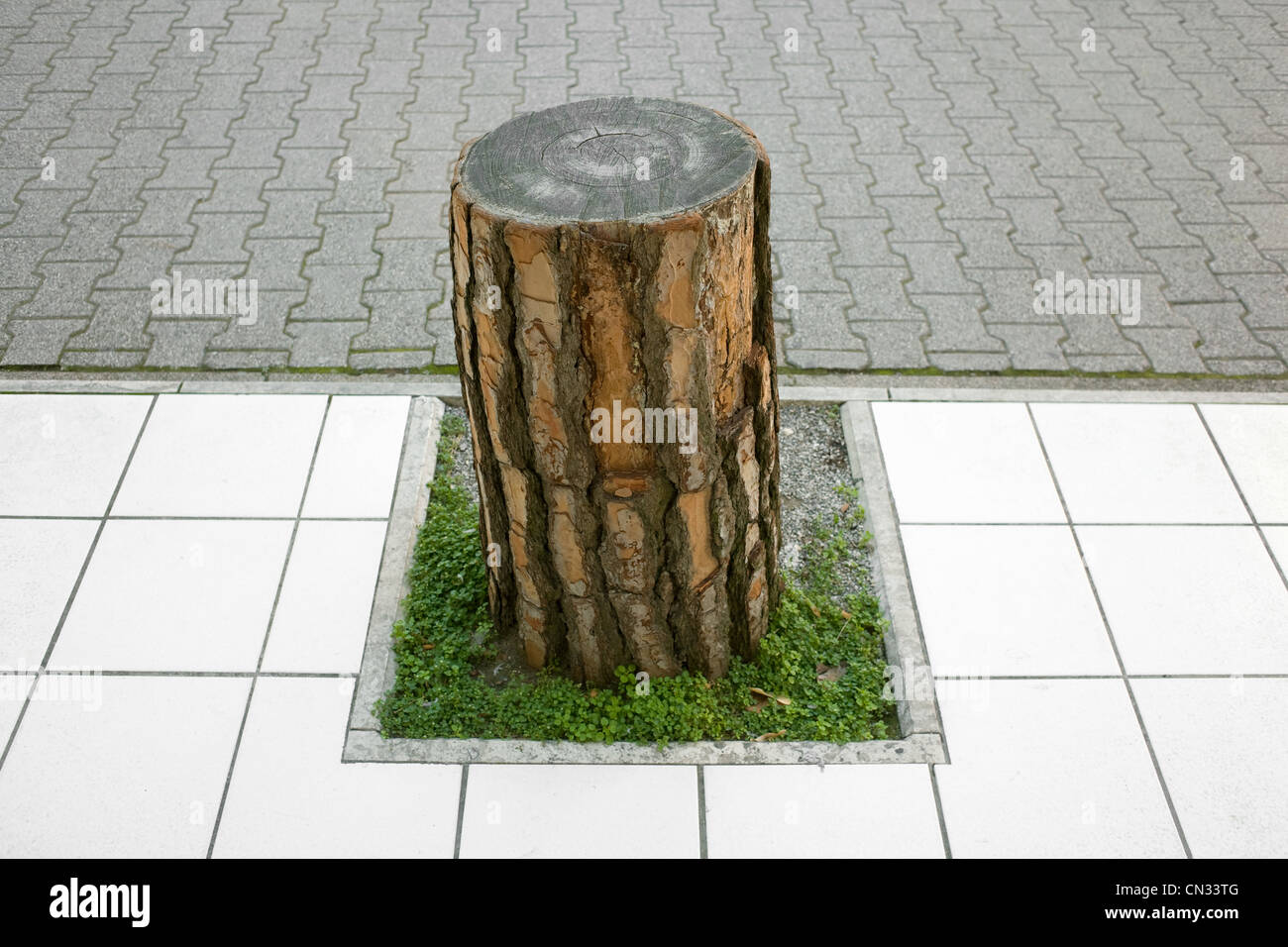 Baumstumpf im Pflaster Stockfotografie - Alamy