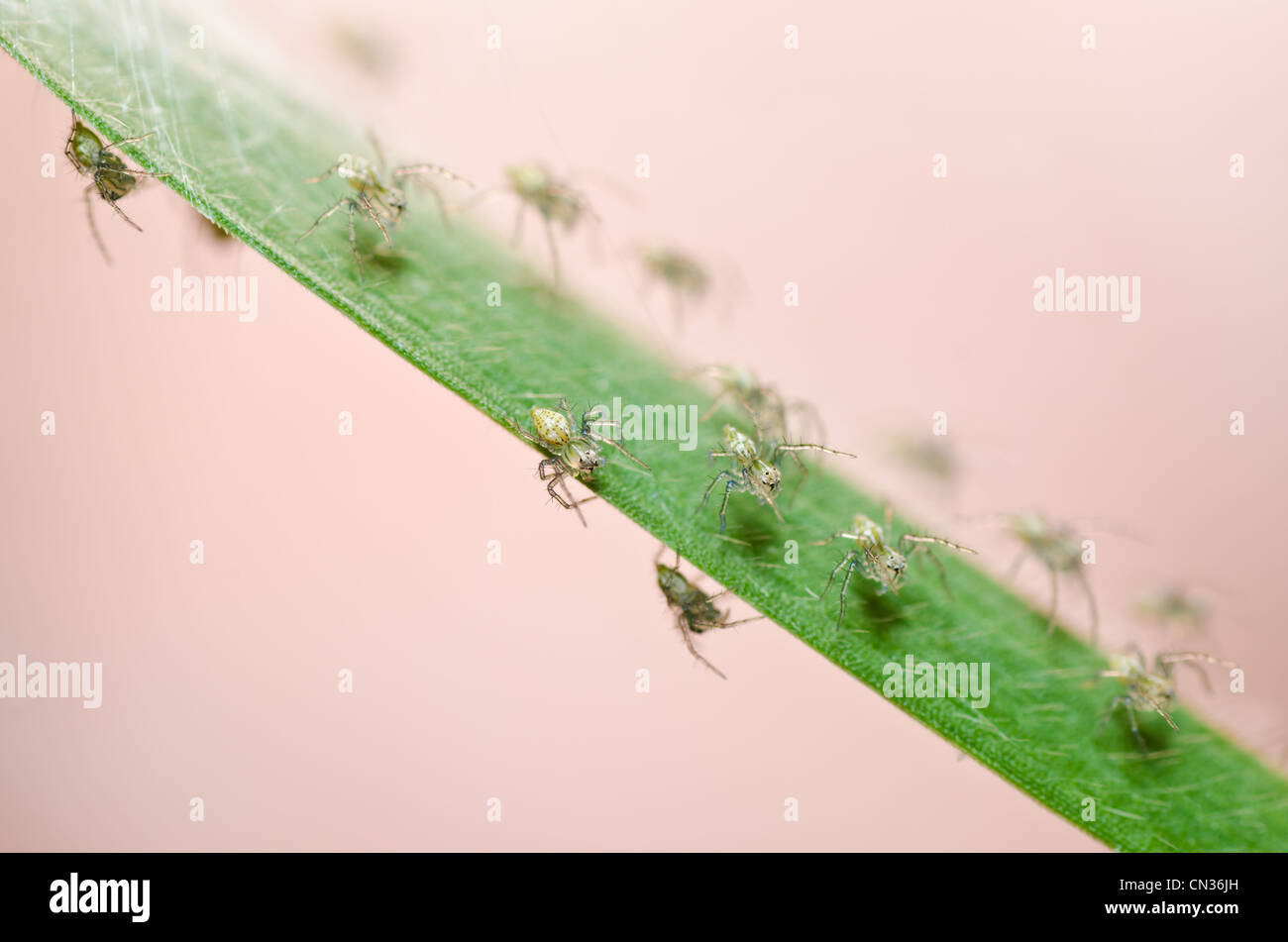 Baby-Spinnen in der Natur oder im Garten Stockfotografie - Alamy