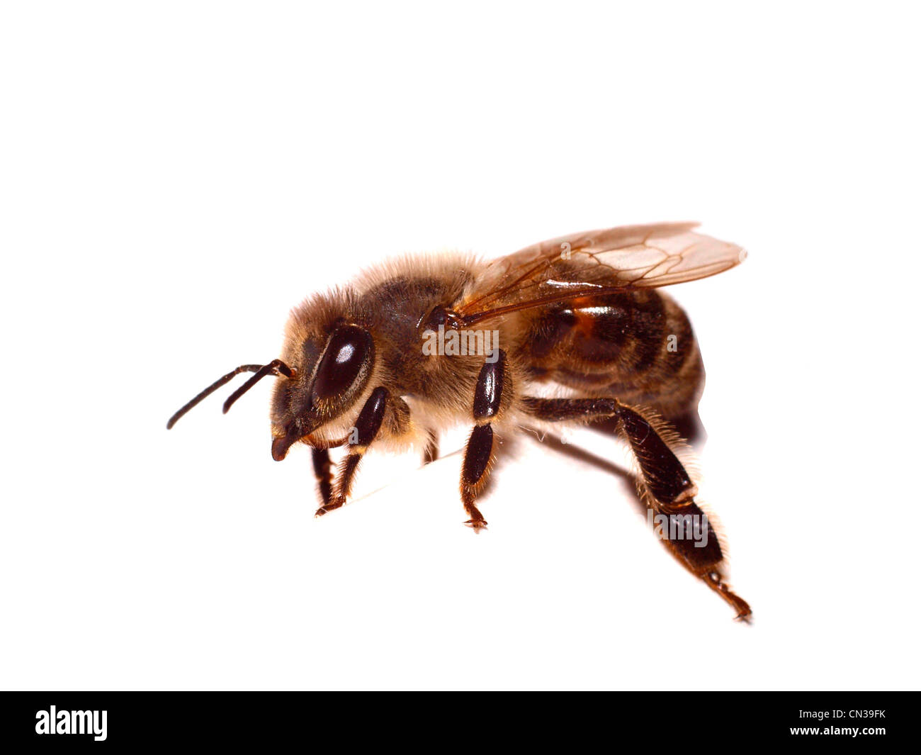 Honigbiene auf weißem hintergrund Ausgeschnittene Stockfotos und ...