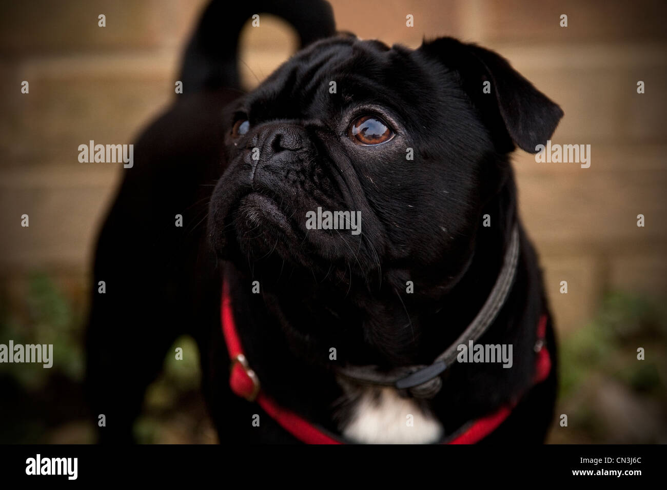 Schwarzer mops hund -Fotos und -Bildmaterial in hoher Auflösung – Alamy