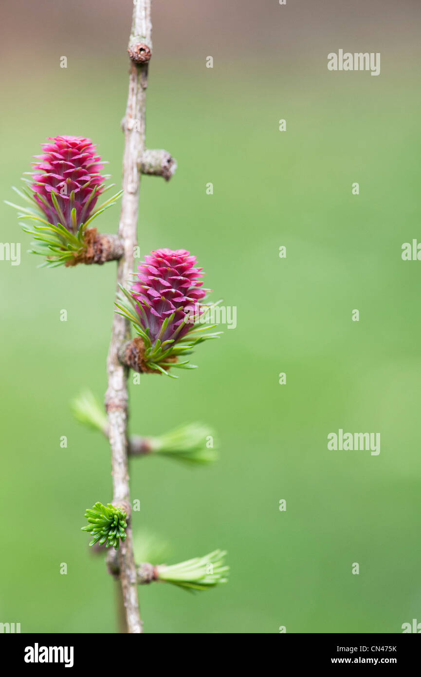 European Larch Larix Decidua In Stockfotos und -bilder Kaufen - Alamy