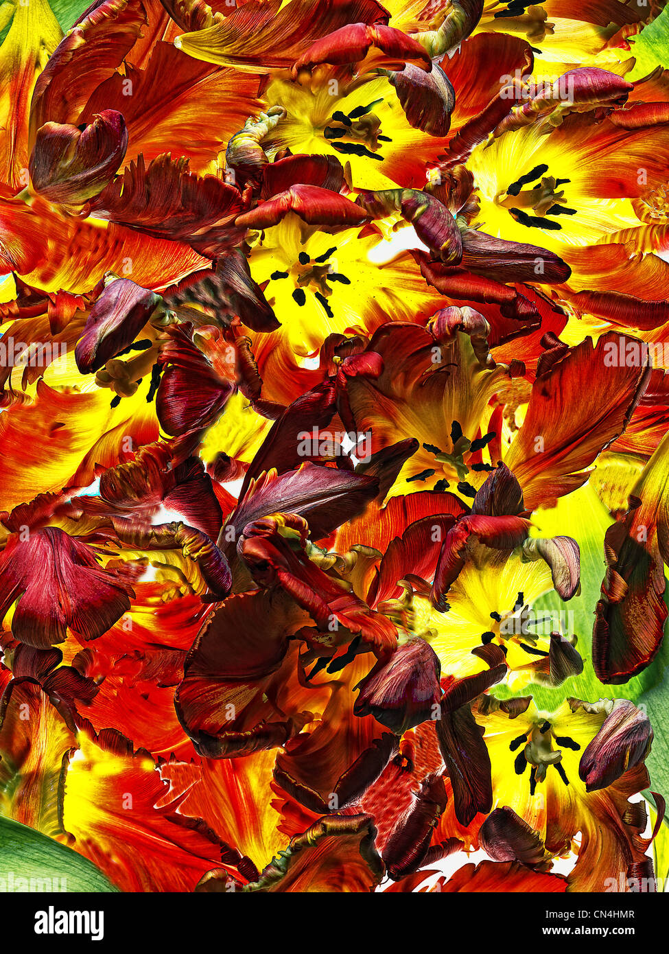 Gelbe Tulpe Rot Stockfotos und -bilder Kaufen - Alamy