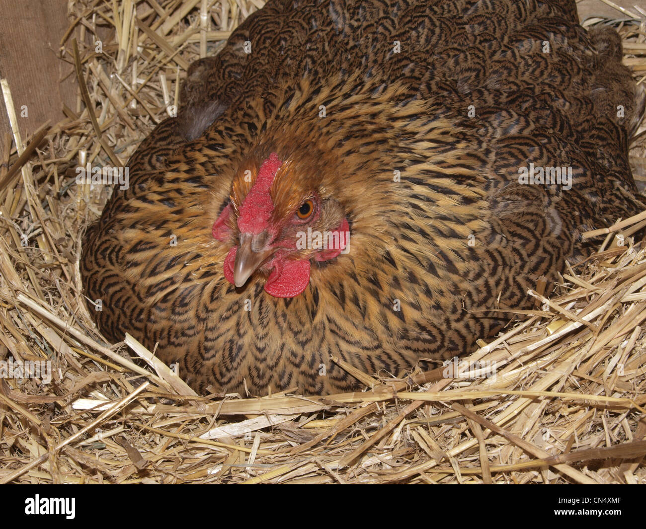 Partridge wyandotte chicken on nest -Fotos und -Bildmaterial in hoher ...