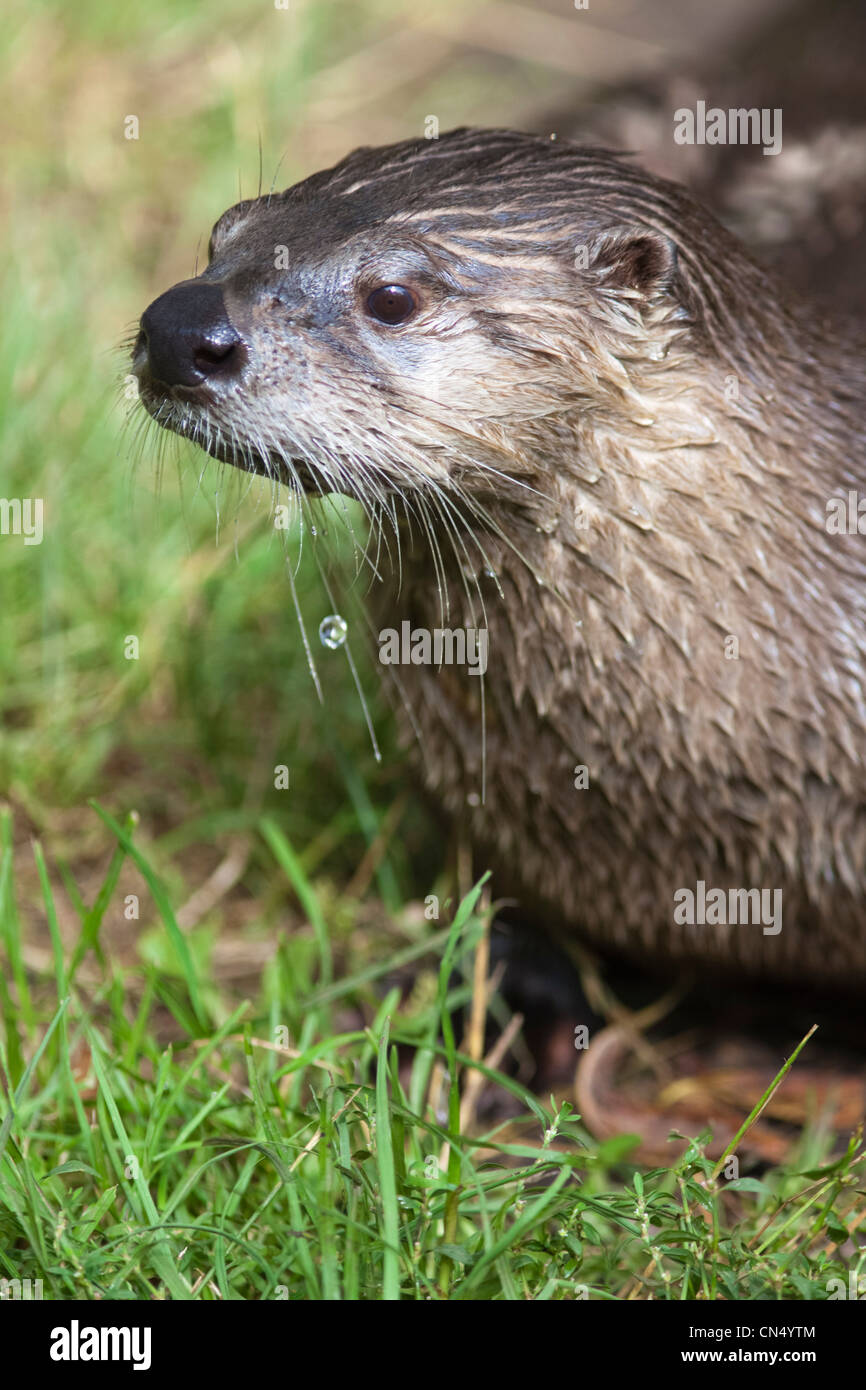 Otter hautnah -Fotos und -Bildmaterial in hoher Auflösung – Alamy