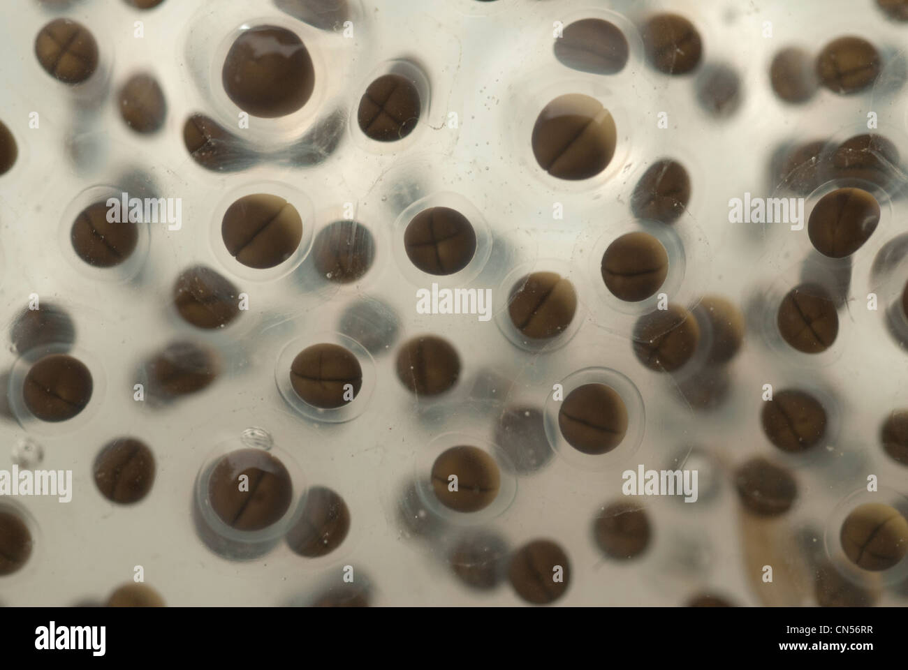 Ei mit embryo -Fotos und -Bildmaterial in hoher Auflösung – Alamy