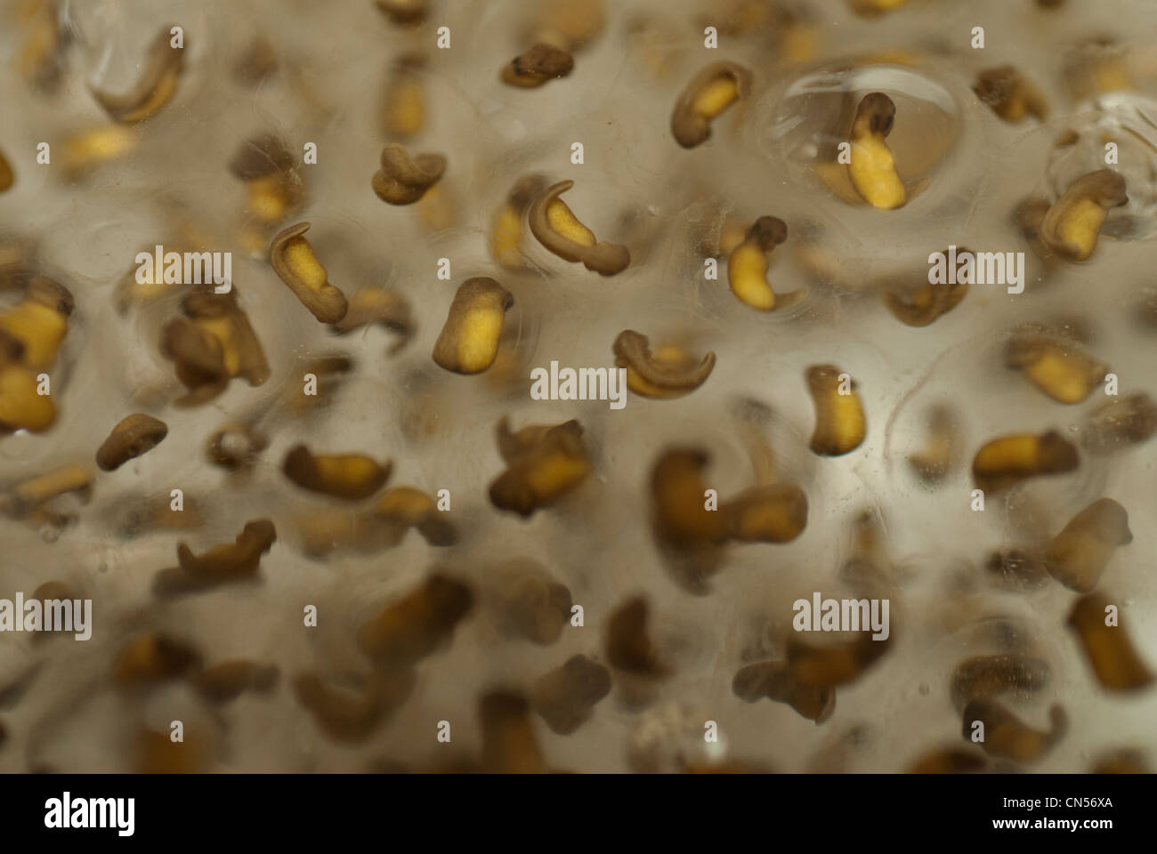 Embryo egg -Fotos und -Bildmaterial in hoher Auflösung – Alamy