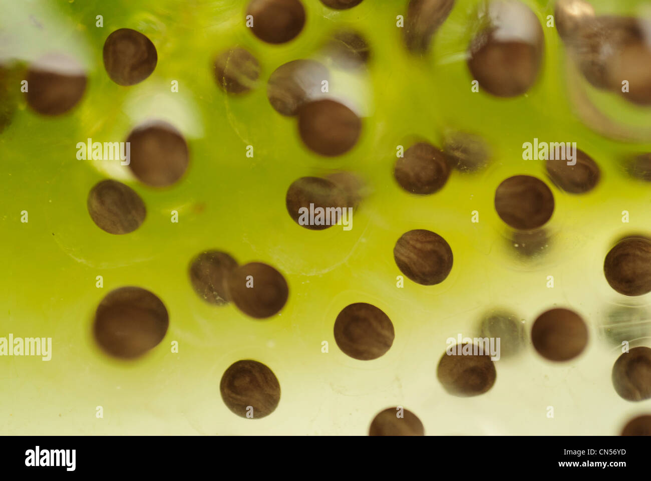 Embryo Development Stockfotos und -bilder Kaufen - Seite 3 - Alamy