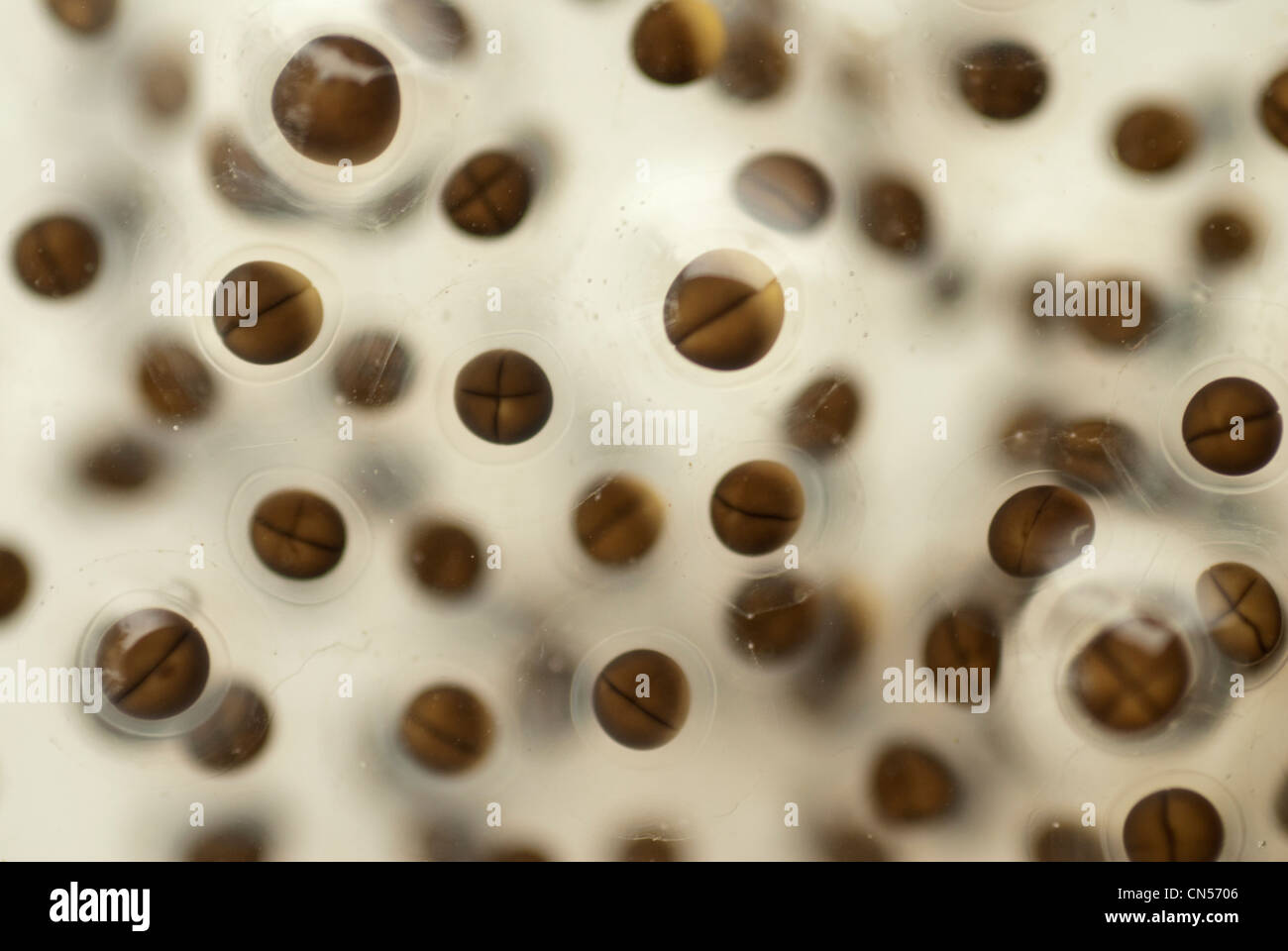 Embryo development -Fotos und -Bildmaterial in hoher Auflösung - Seite ...