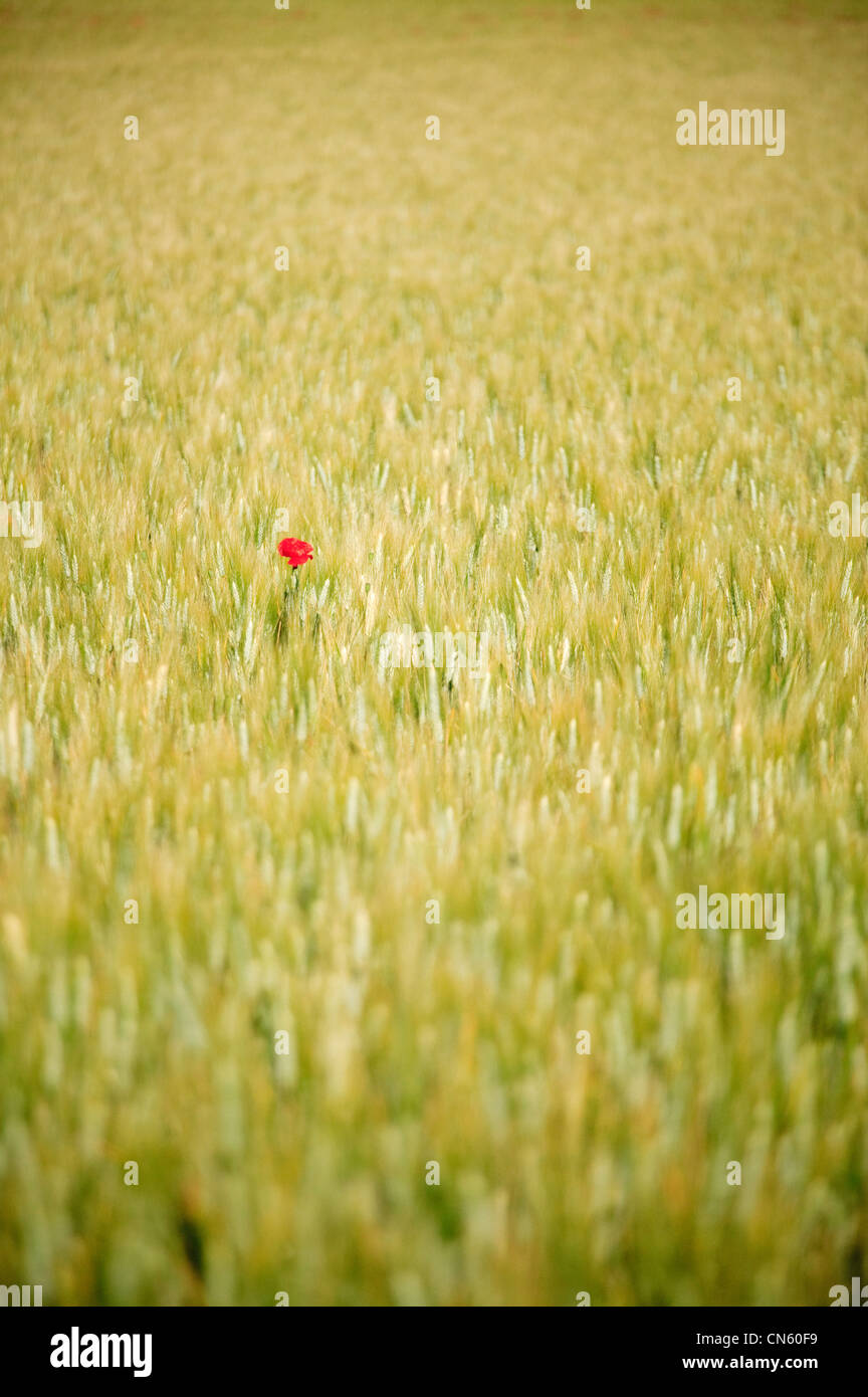 Hafer Ernte Stockfotos und -bilder Kaufen - Alamy