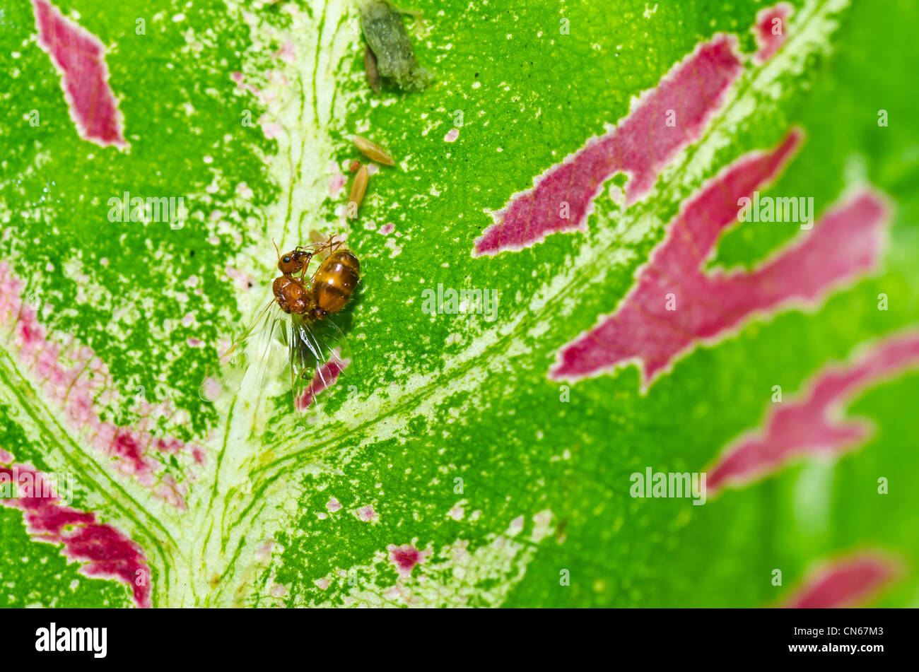 rote Ameisen in der grünen Natur oder im Wald Stockfotografie - Alamy