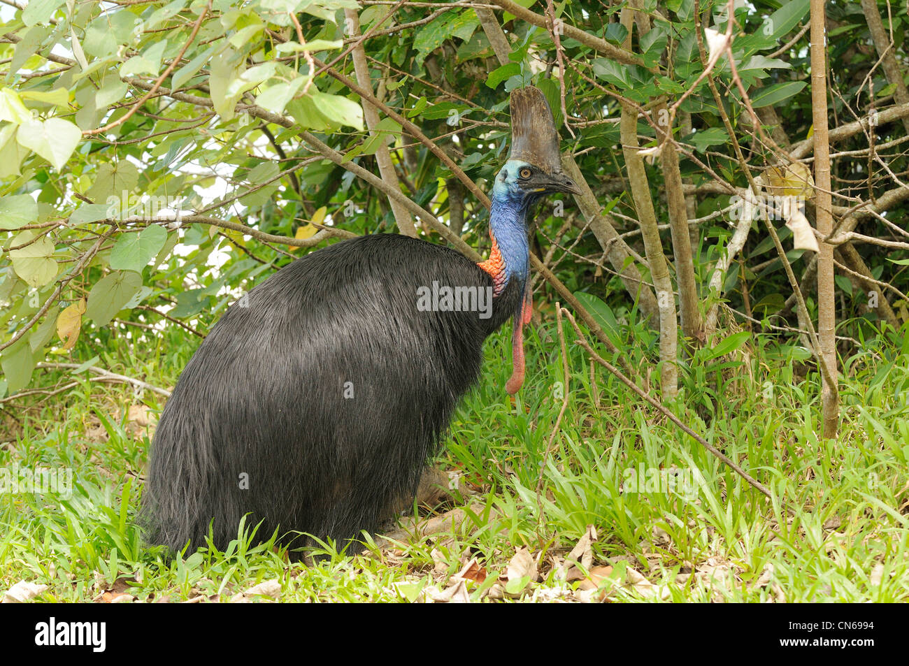Southern Cassowary Casuarius Casuarius Female Stockfotos und -bilder ...