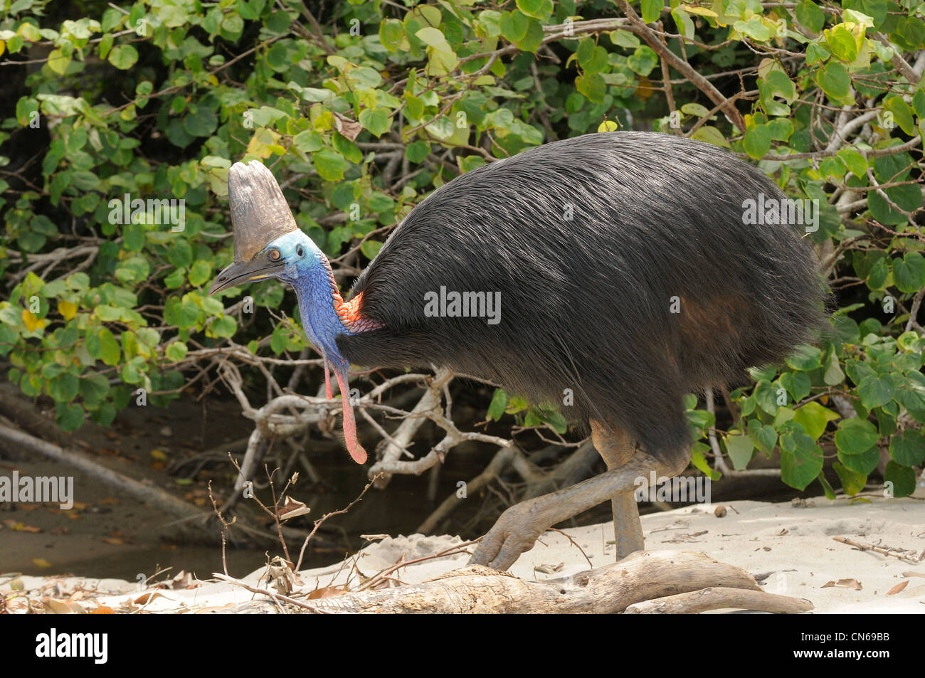 Southern Cassowary Casuarius Casuarius Female Stockfotos und -bilder ...