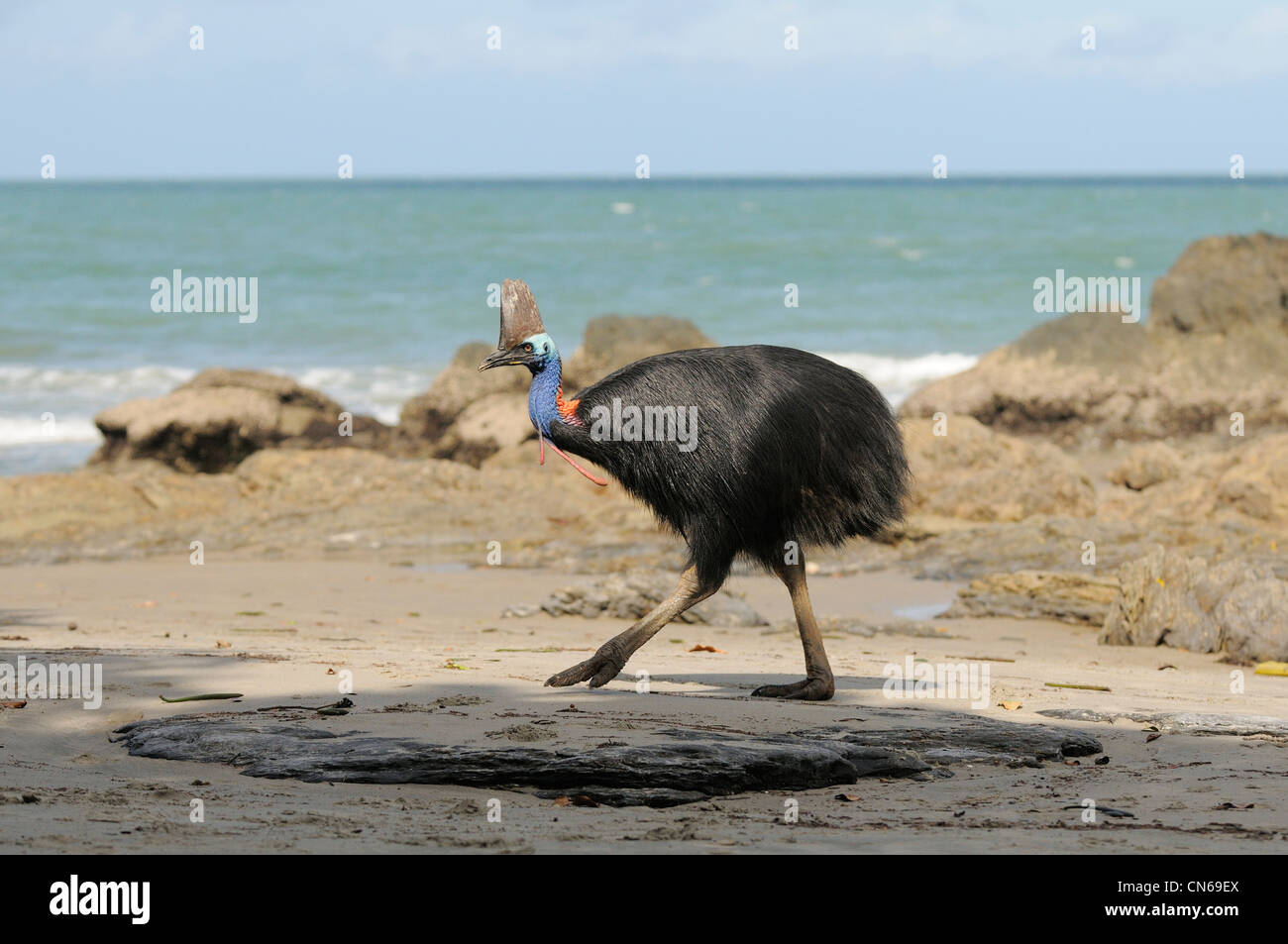 Southern Cassowary Casuarius Casuarius Female Stockfotos und -bilder ...