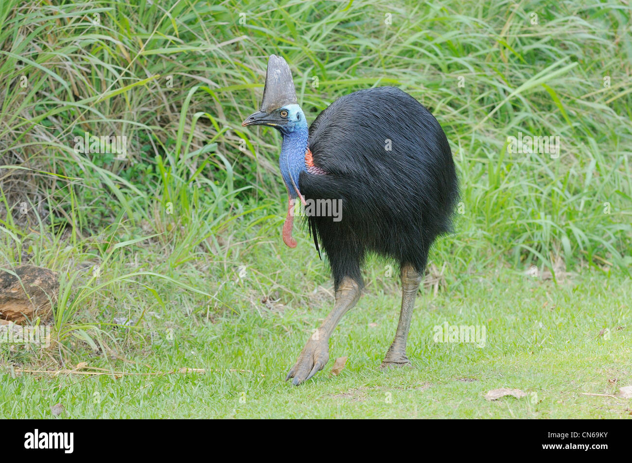 Southern cassowary casuarius casuarius female -Fotos und -Bildmaterial ...