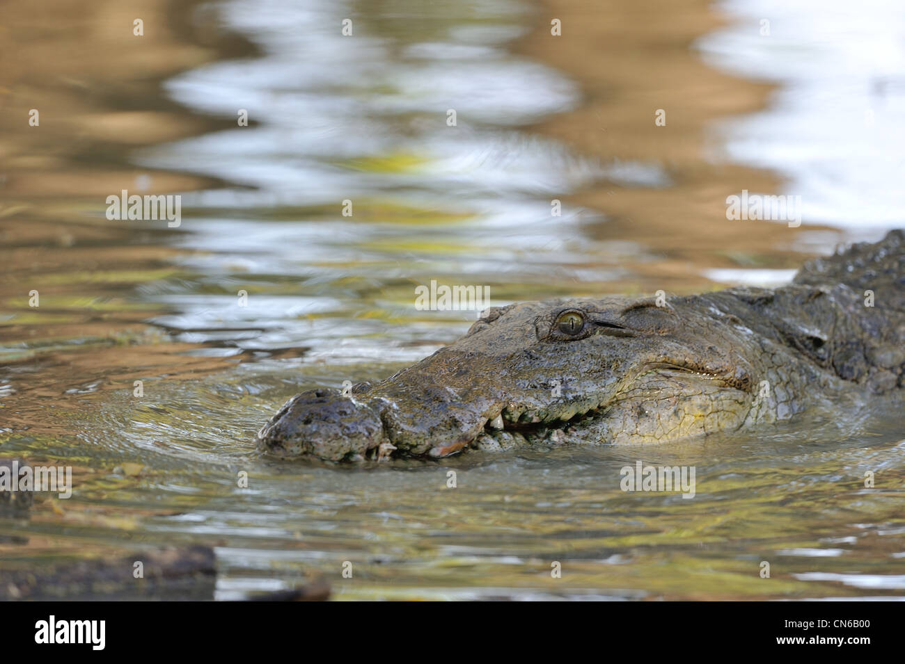 Fisch krokodil essen -Fotos und -Bildmaterial in hoher Auflösung – Alamy