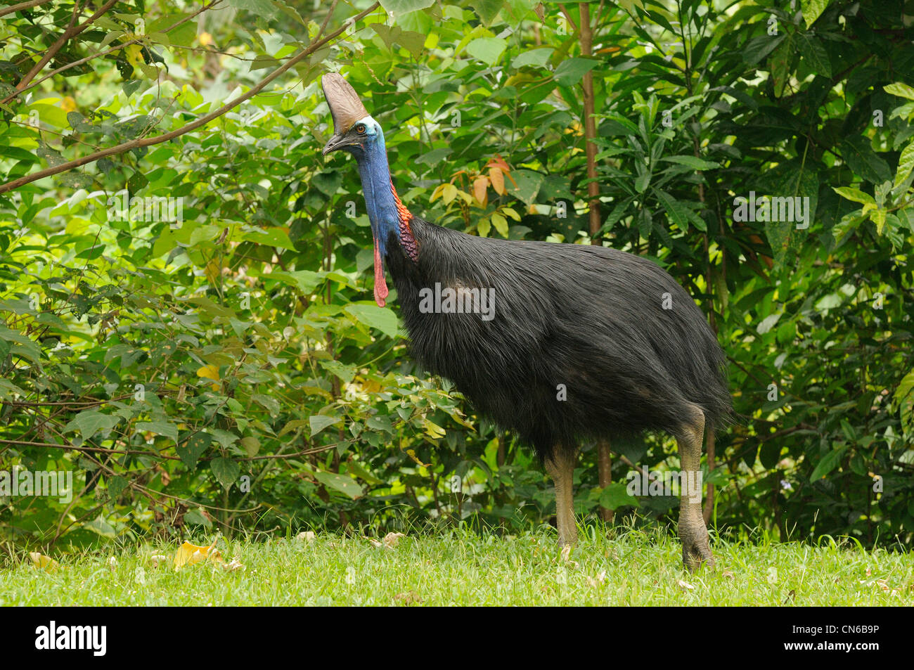 Southern Cassowary Casuarius Casuarius Female Stockfotos und -bilder ...