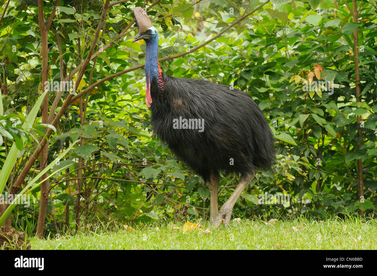 Gefahr in den tropen -Fotos und -Bildmaterial in hoher Auflösung – Alamy