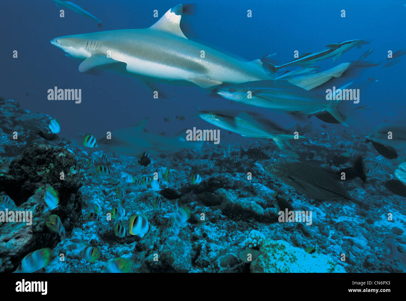 Riffhai Schwarzspitzen, Carcharhinus Melanopterus, Bora Bora ...
