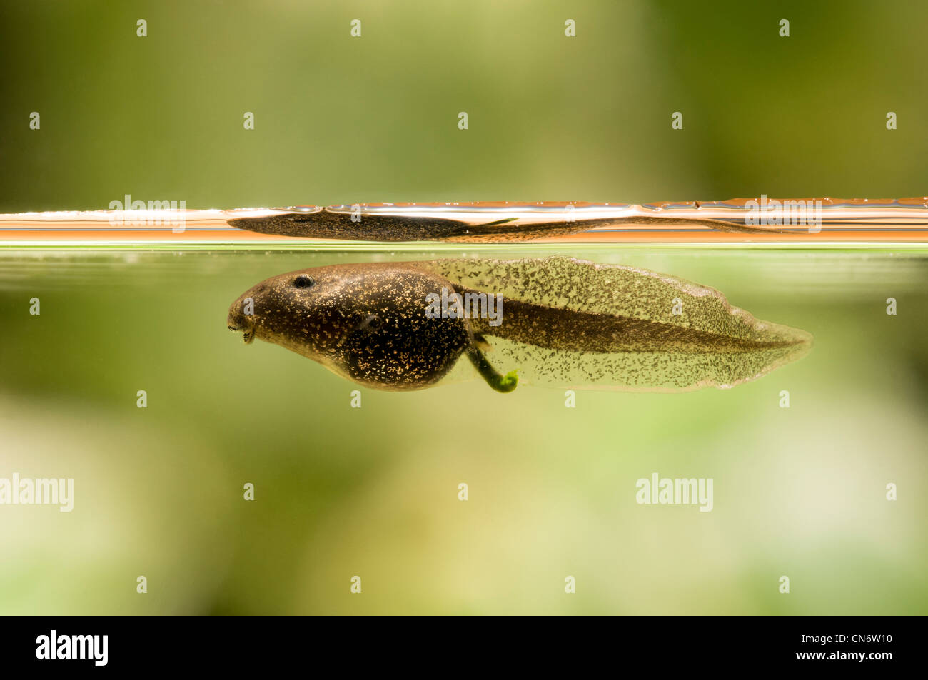 Gemeine frosch kaulquappe -Fotos und -Bildmaterial in hoher Auflösung ...