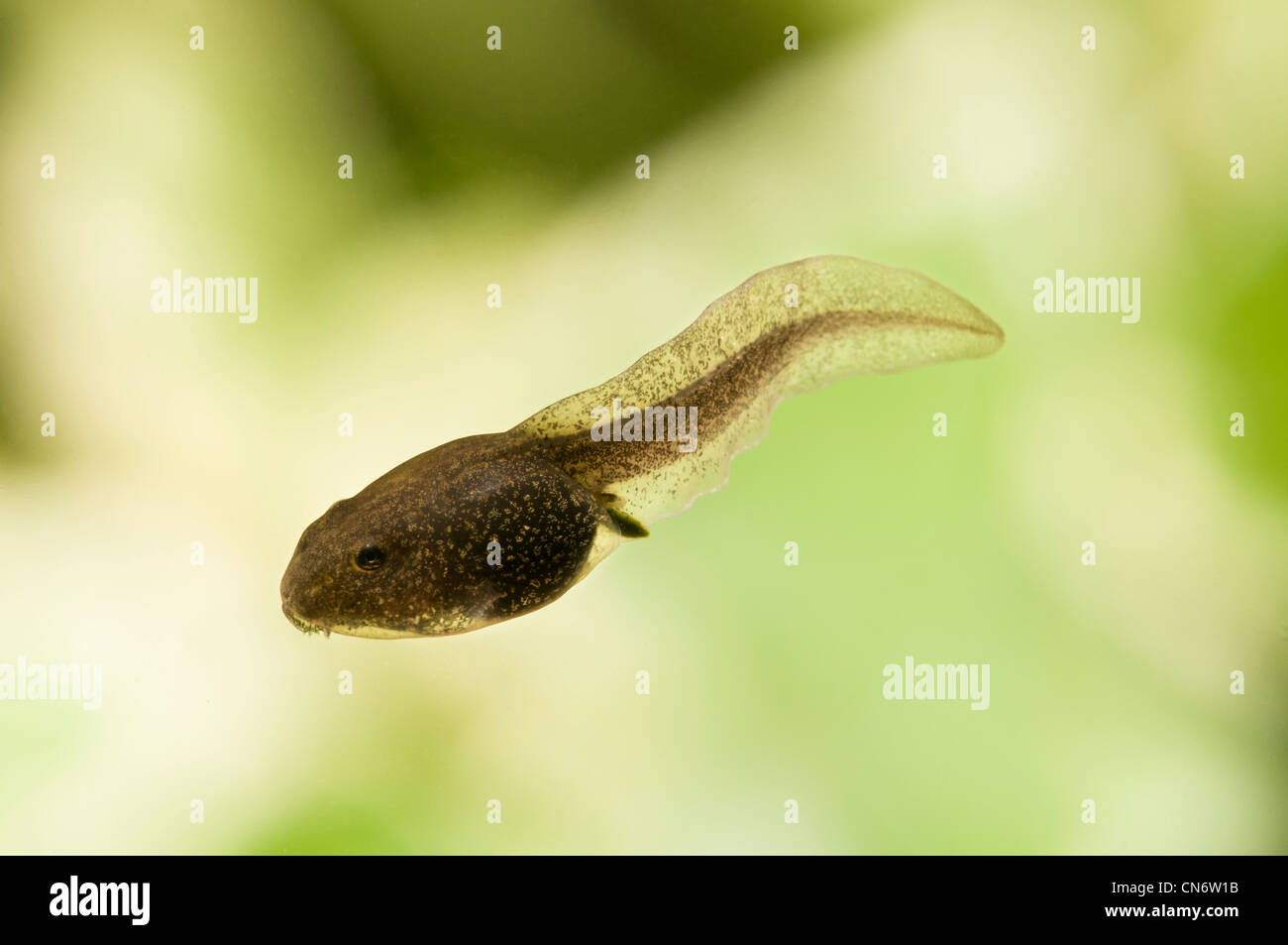 Eine gemeinsame Frosch Kaulquappe, Belvedere, Kent. Mai. Fotografiert ...