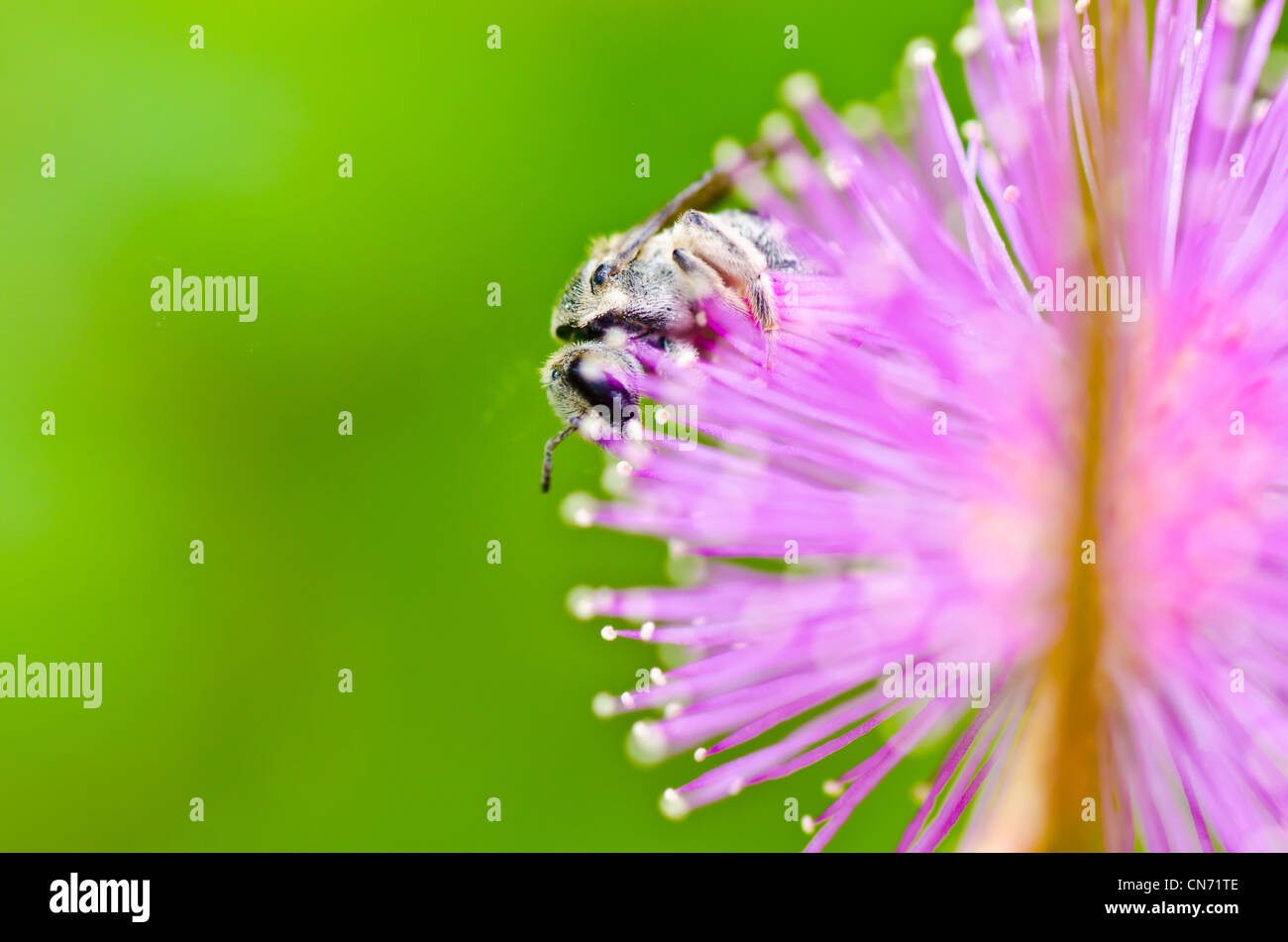 Biene in der grünen Natur oder im Garten Stockfotografie - Alamy