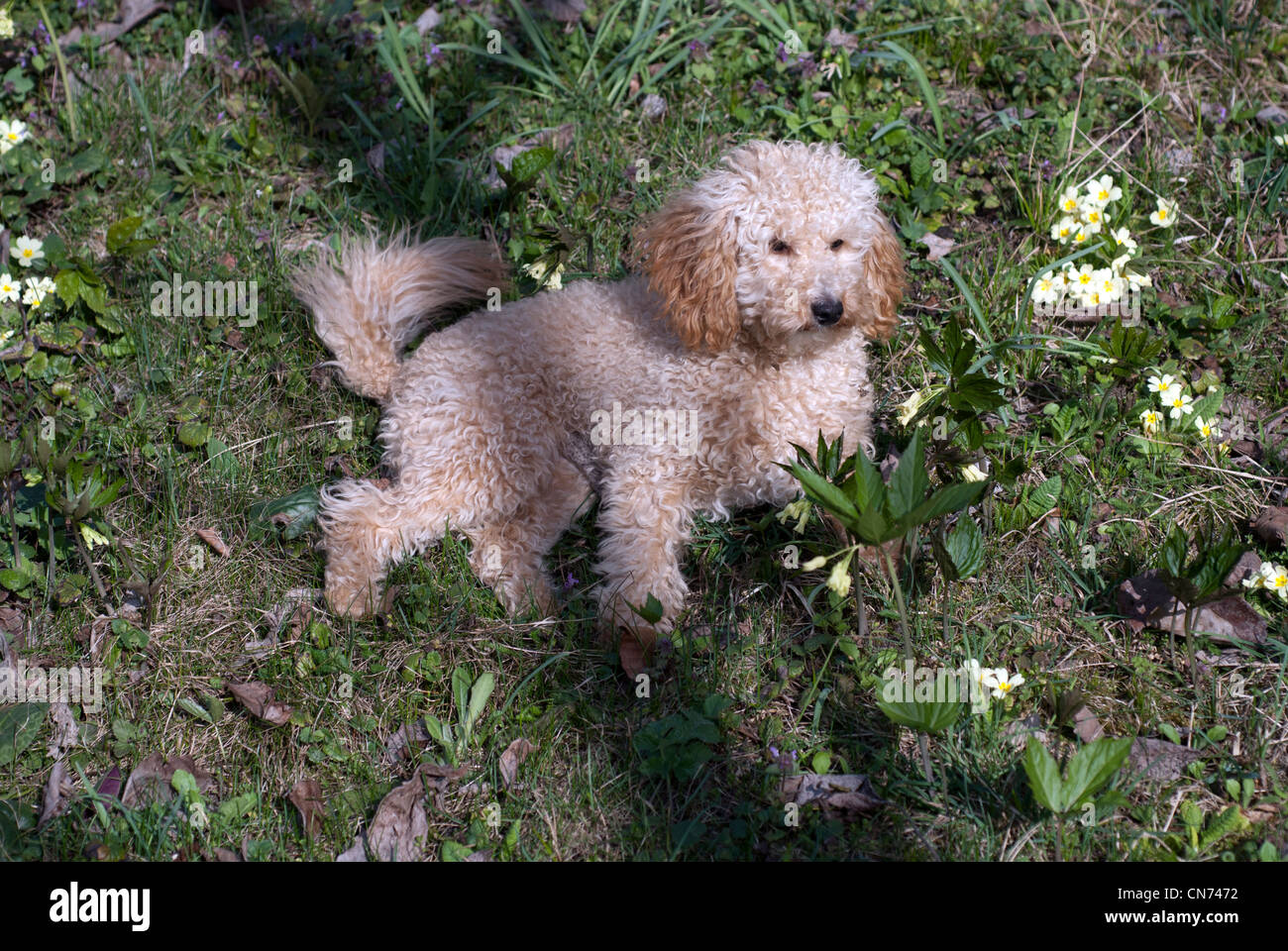 Apricot pudel -Fotos und -Bildmaterial in hoher Auflösung – Alamy