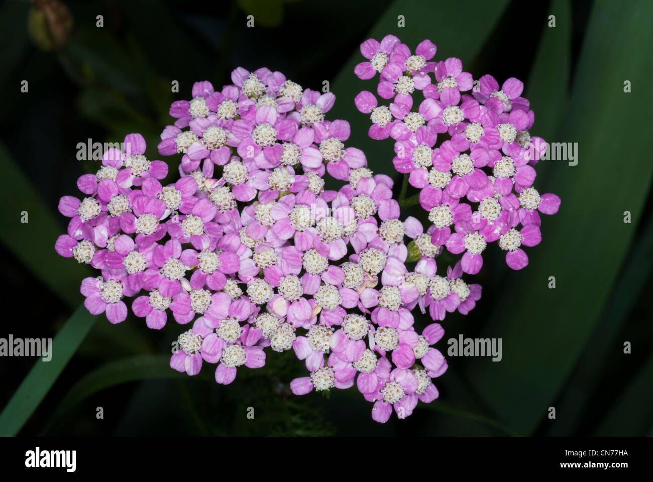 Rosa Schafgarbe, Achillea Millefolium rosea Stockfotografie - Alamy