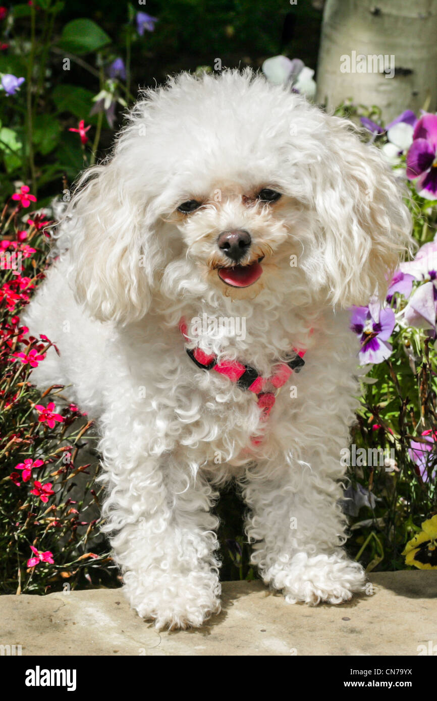 Teacup poodle -Fotos und -Bildmaterial in hoher Auflösung – Alamy
